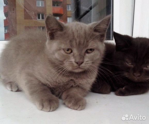 Очаровательные британцы