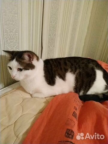 Кошка