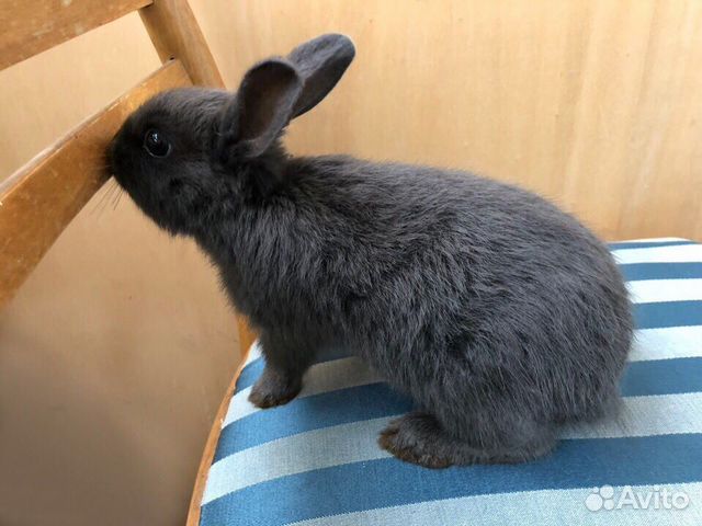 Крольчонок