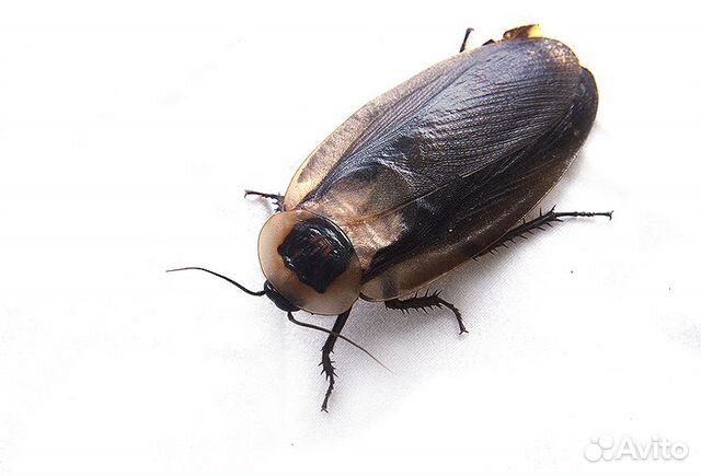 Blaberus тараканы мертвые головы