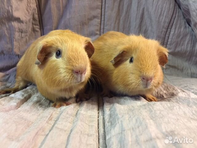 Морские свинки мальчики английский селф сатин