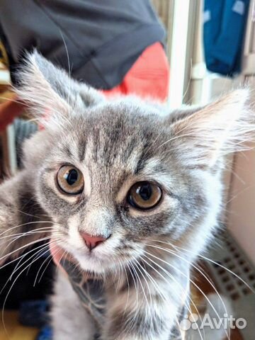 Котенок девочка пепельная в Белую полосочку