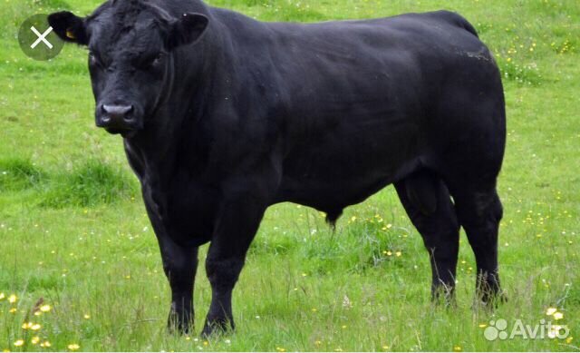 Быки породы Абердин Ангус