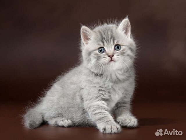 Британский котенок