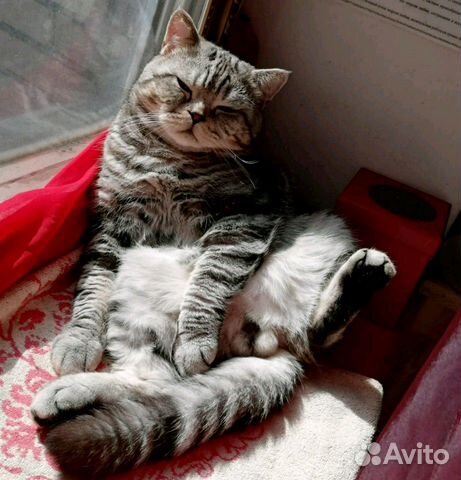 Котик Британец ищет кошечку Вязка