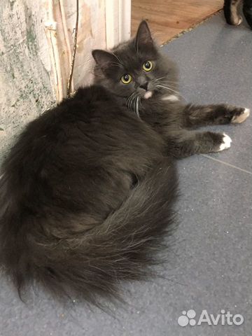 Кошечка Маркиза ищет дом