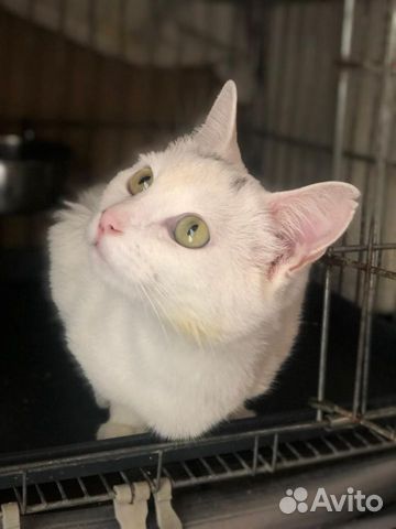 Белая кошка