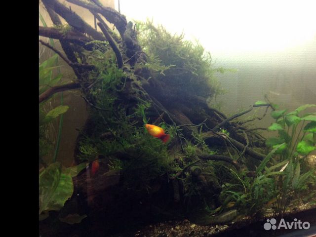 Аквариум б. у. 55х52х90 рыбки, тумба