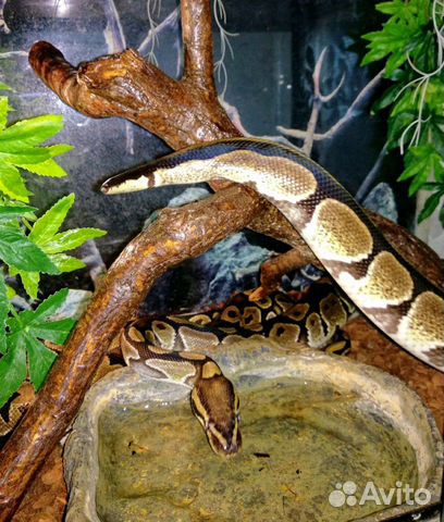 Королевский питон (100het. albino)