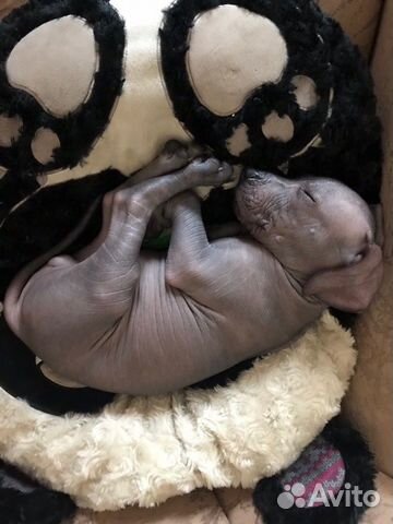 Щенок мексиканской голой собаки, ксолоитцкуинтли