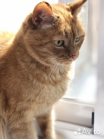 Рыжая красотка В добрые руки