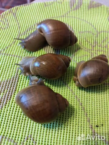 Улитки Мегалобулимус Мегас