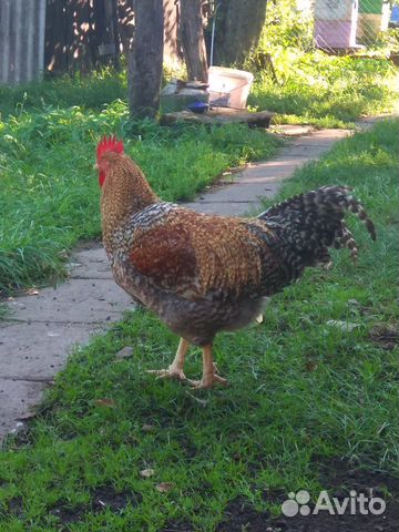 Билефельдер