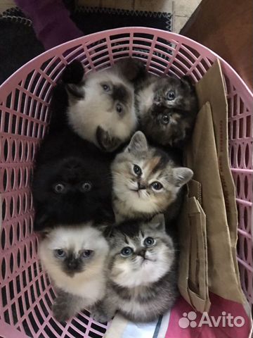 Шотландские котята