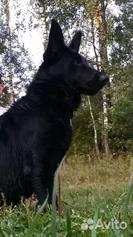 Щенки вео