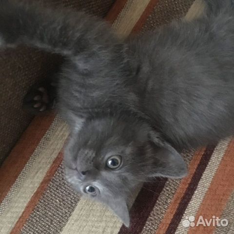 Продам пушистое счастье