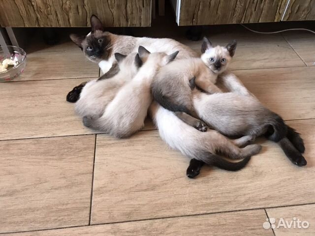 Продам сиамского котенка