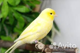 Канарейки овсяночного напева