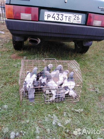 Продам сизых голубей