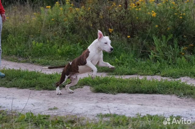 Амстаффтерьер, подросток от Интерчемпиона