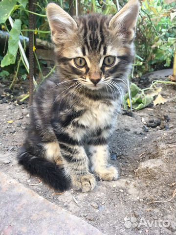 Котёнок