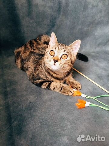 Шотландские котики