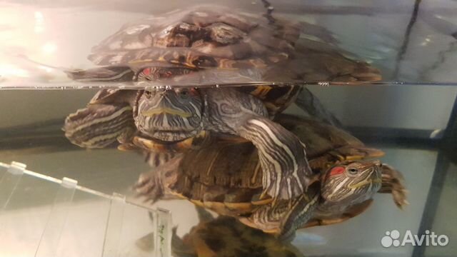 Красноухие черепахи