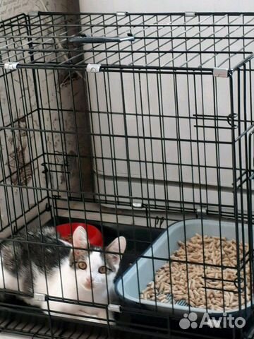 Котик Лучик
