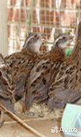 Эстонский перепел