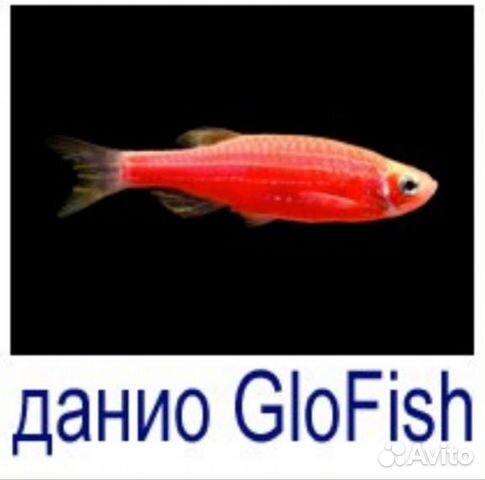 Даром рыбки данио глофиш