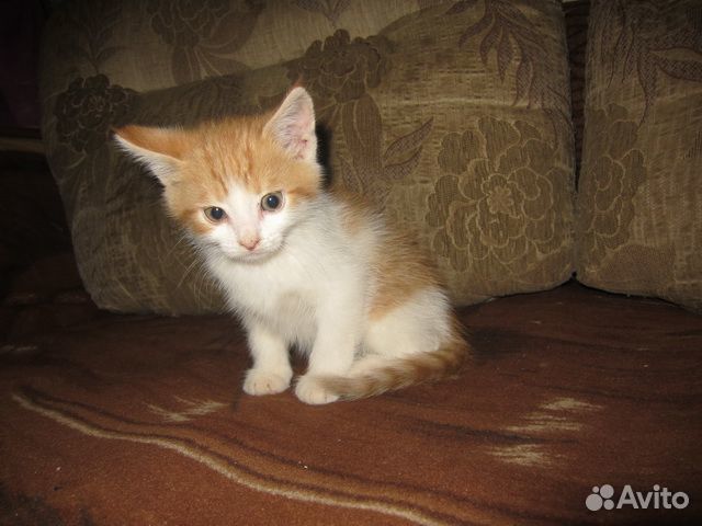 Очаровашки бесплатно