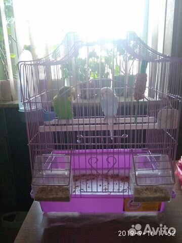 Волнистые попугаи с клеткой