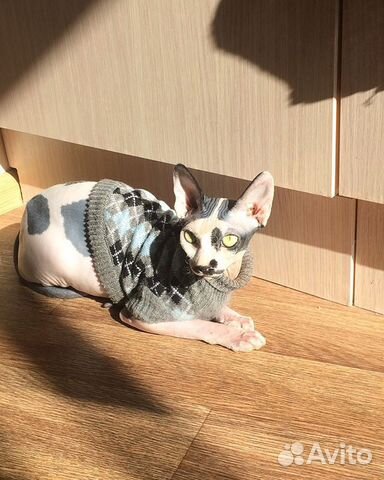 Кошка сфинкс