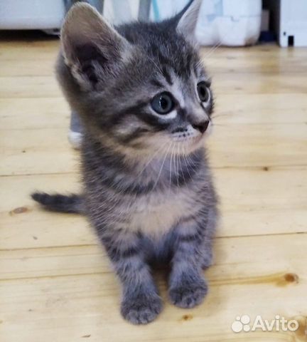 Котята Пушистики