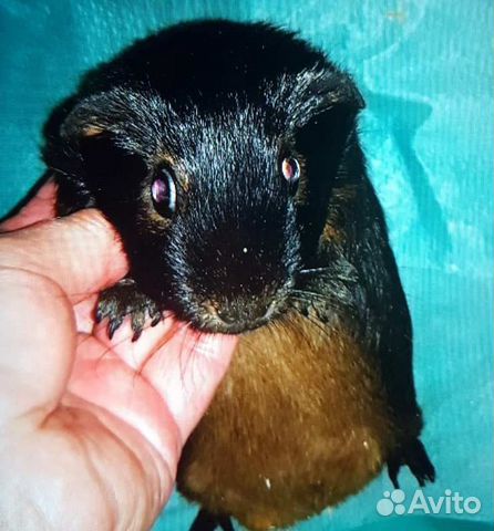 Очаровательная девочка морской свинки