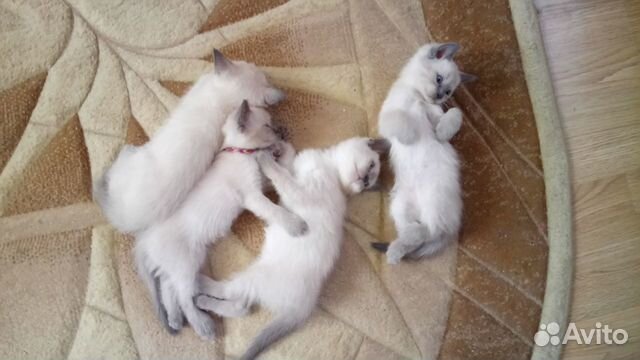 Продаются котята тайской породы