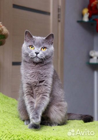 Кошка в добрые руки