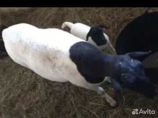 Продам Дорпер