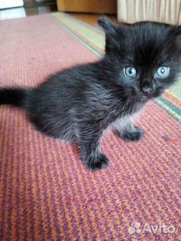 Кошечка-пушистик