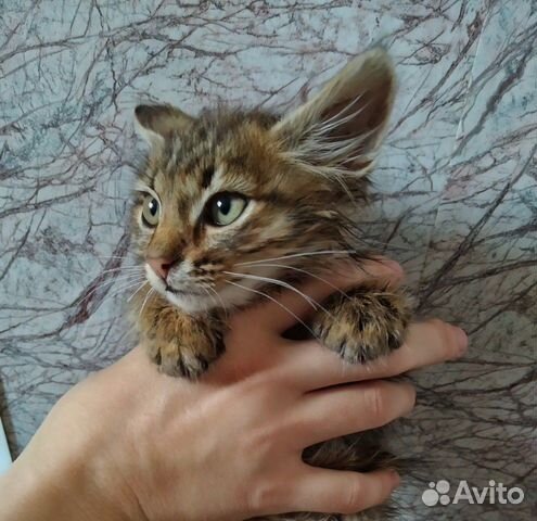 Котенок, вроде как девочка)