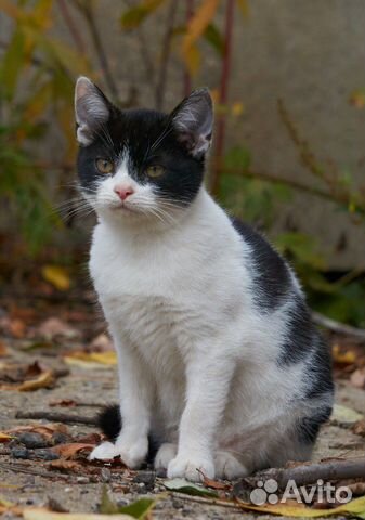 Котенок-сирота ищет дом