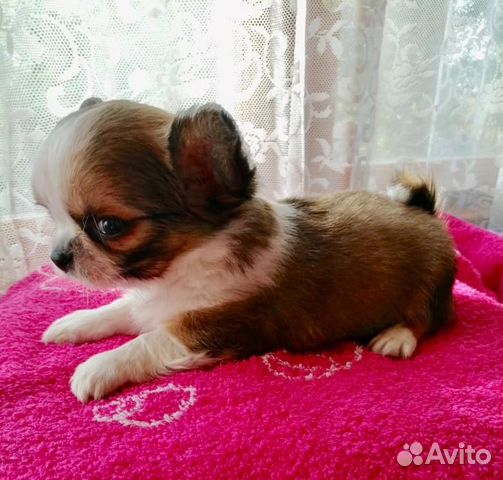 Щенок чихуахуа
