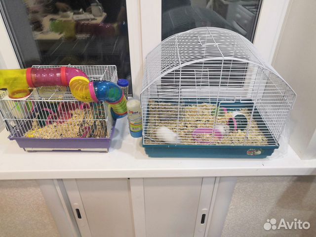 Продам 2 клетки с джунгарскими хомячками