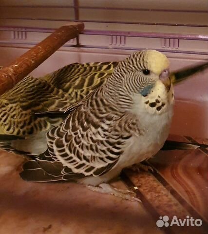 Птенцы Выставочного Волнистого Попугайчика