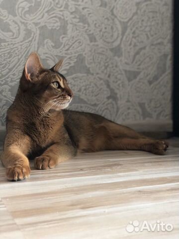 Кот на вязку