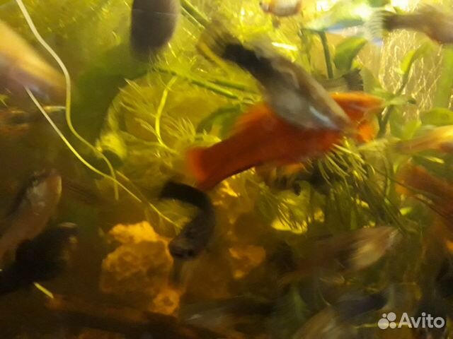 Меченосцы самцы