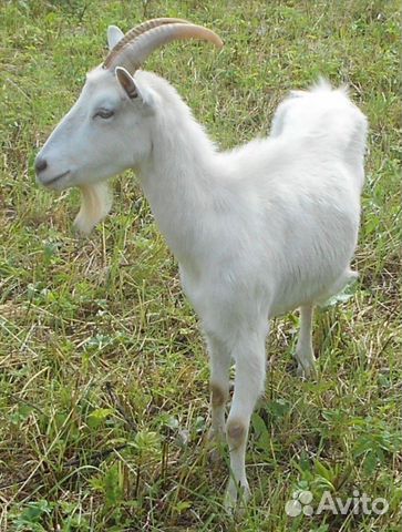 Коза Заненская