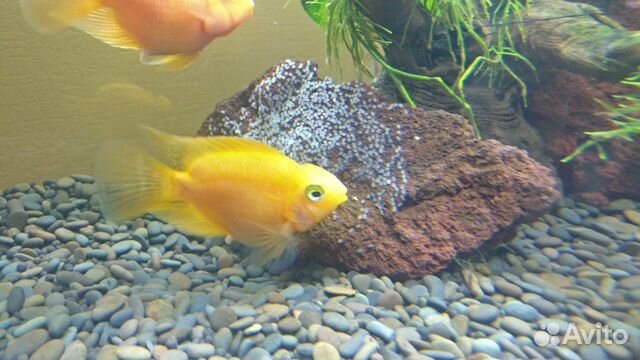 Рыбка попугай Red parrot