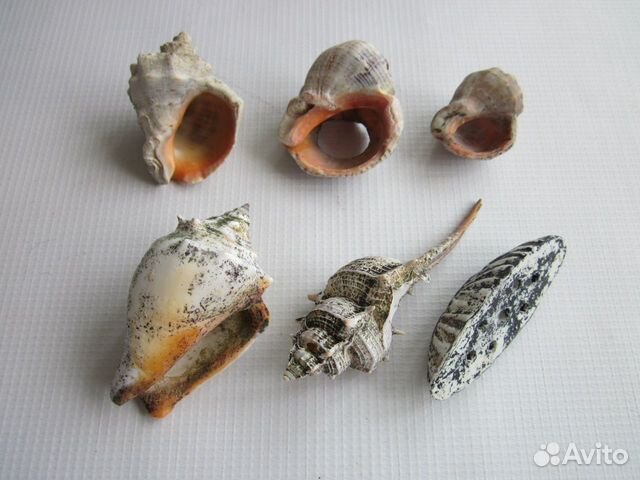 Раковины рапана