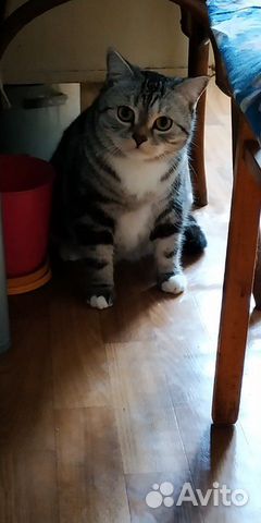 Кот в добрые руки